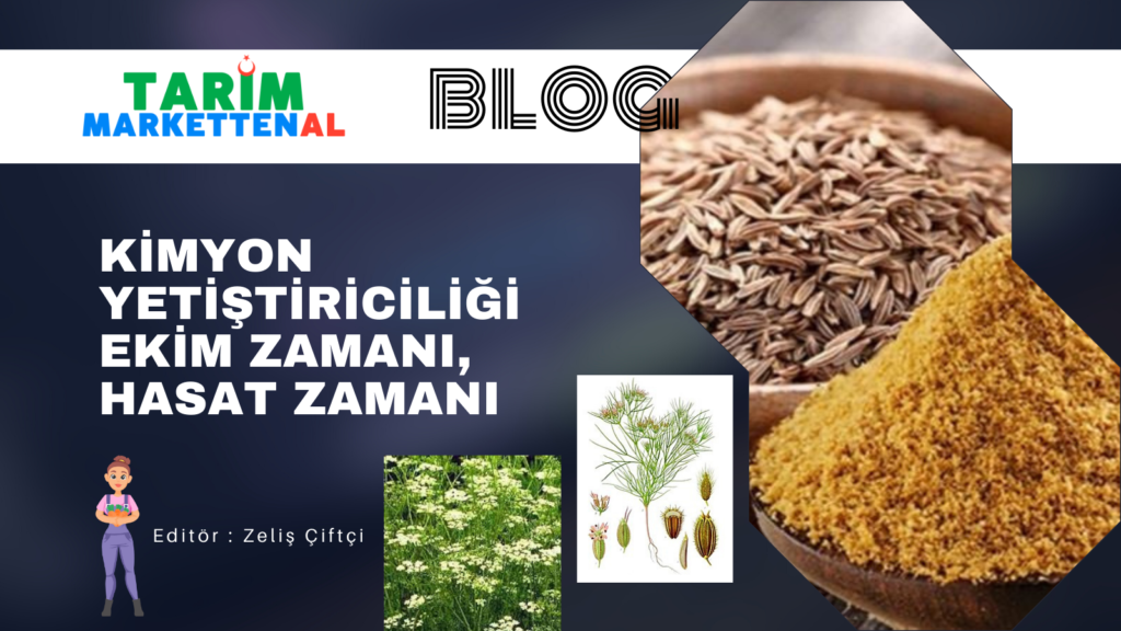 Kimyon Nedir, Yetiştiriciliği, Ekim Zamanı, Hasat Zamanı - Tarım Marketten AL